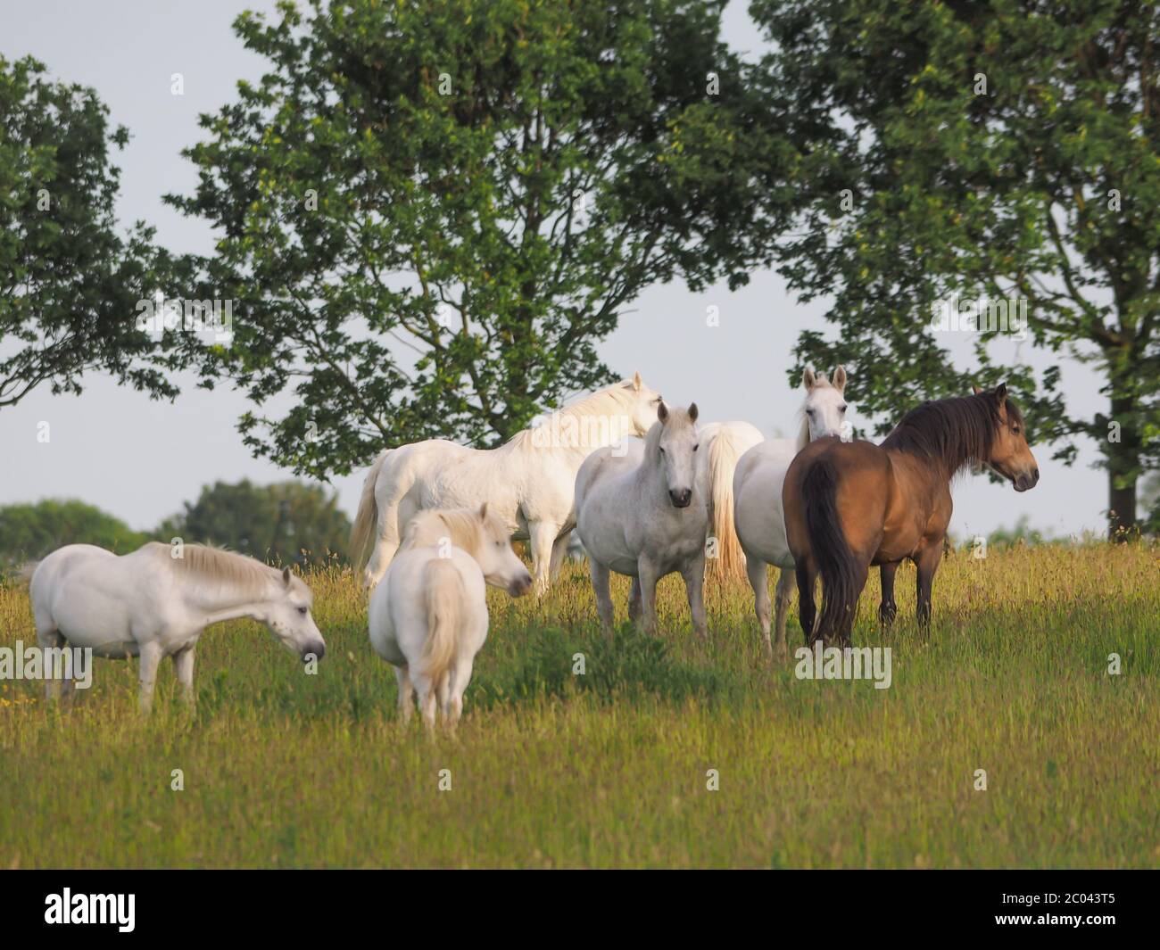 Ponies living out hi-res stock photography and images - Alamy