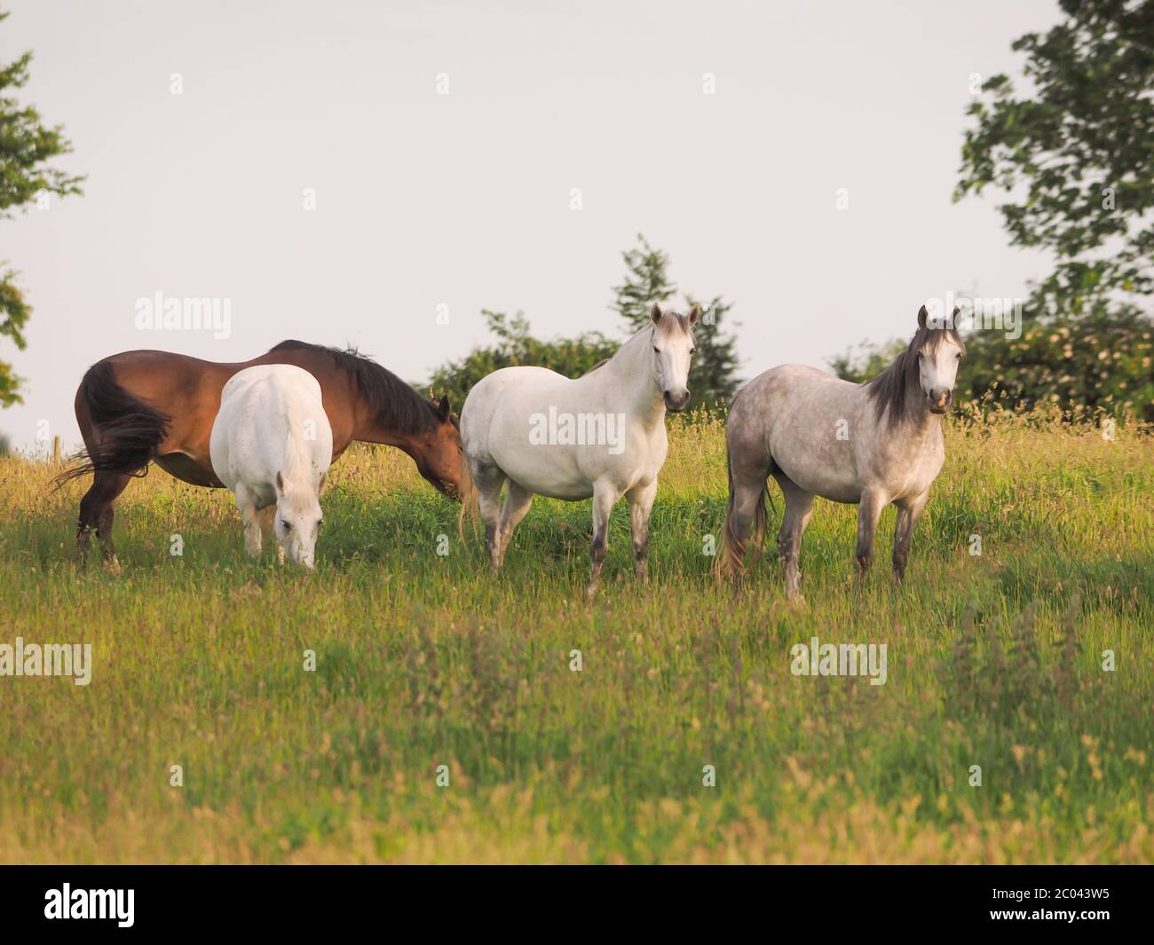 A herd of native ponies in long summer grass Stock Photo - Alamy