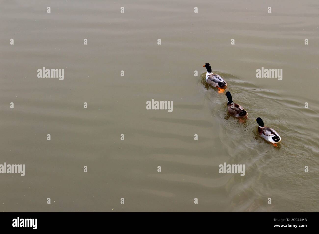 Ducks in the lake in Sanjay lake park, Trilokpuri, New Delhi Stock ...