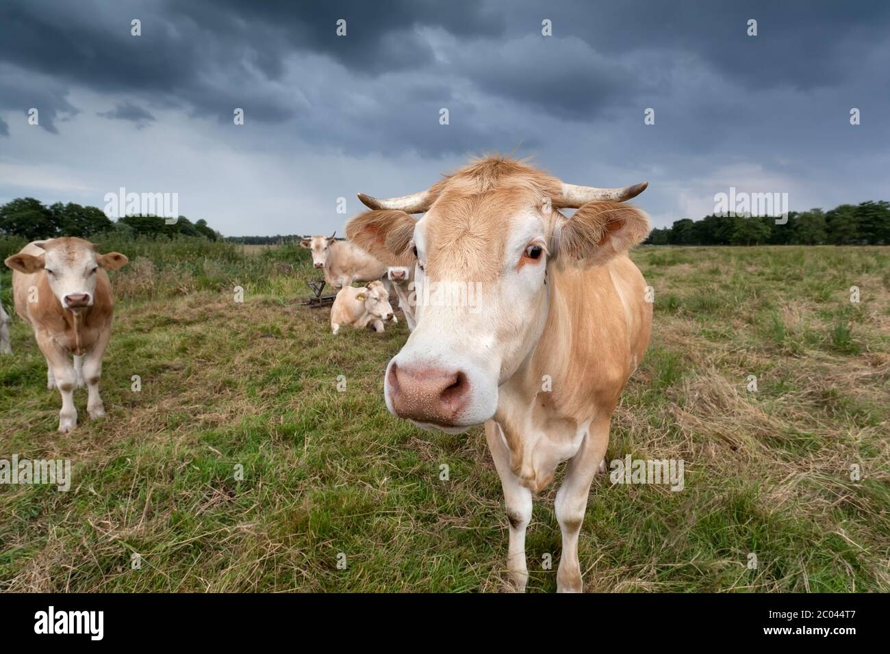 Closeup cow on pasture hi-res stock photography and images - Alamy