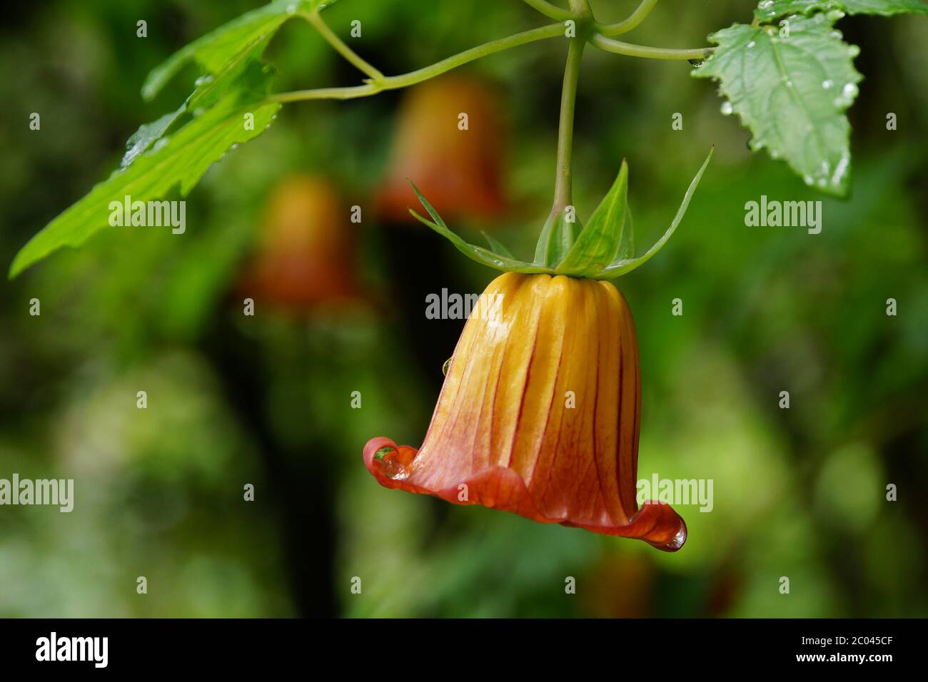Canary Bellflower - Canarina canariensis Stock Photo - Alamy