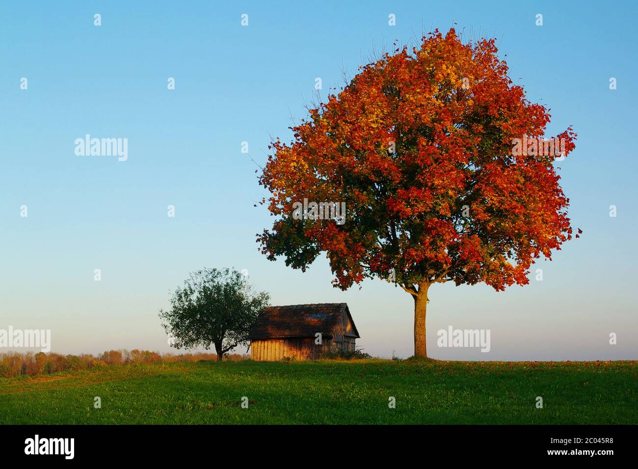 Maple Tree in Autumn Scenery Stock Photo - Alamy