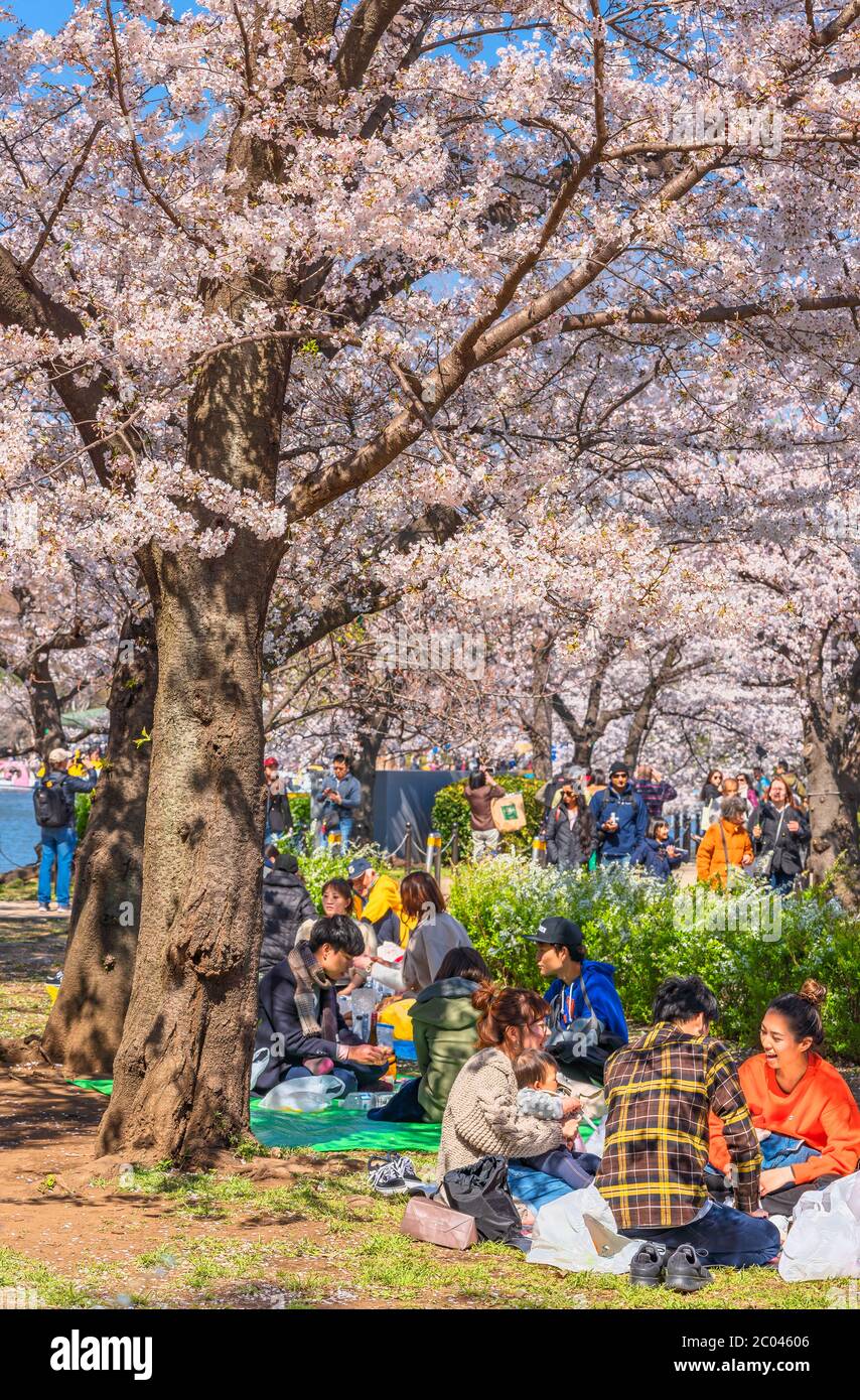 tokyo, japan - march 31 2020: Sitting of Japanese families enjoying ...