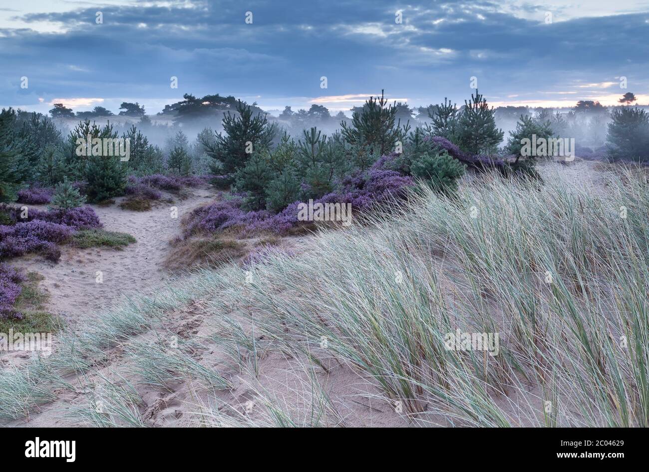 sand dune and flowering heather in morning Stock Photo - Alamy