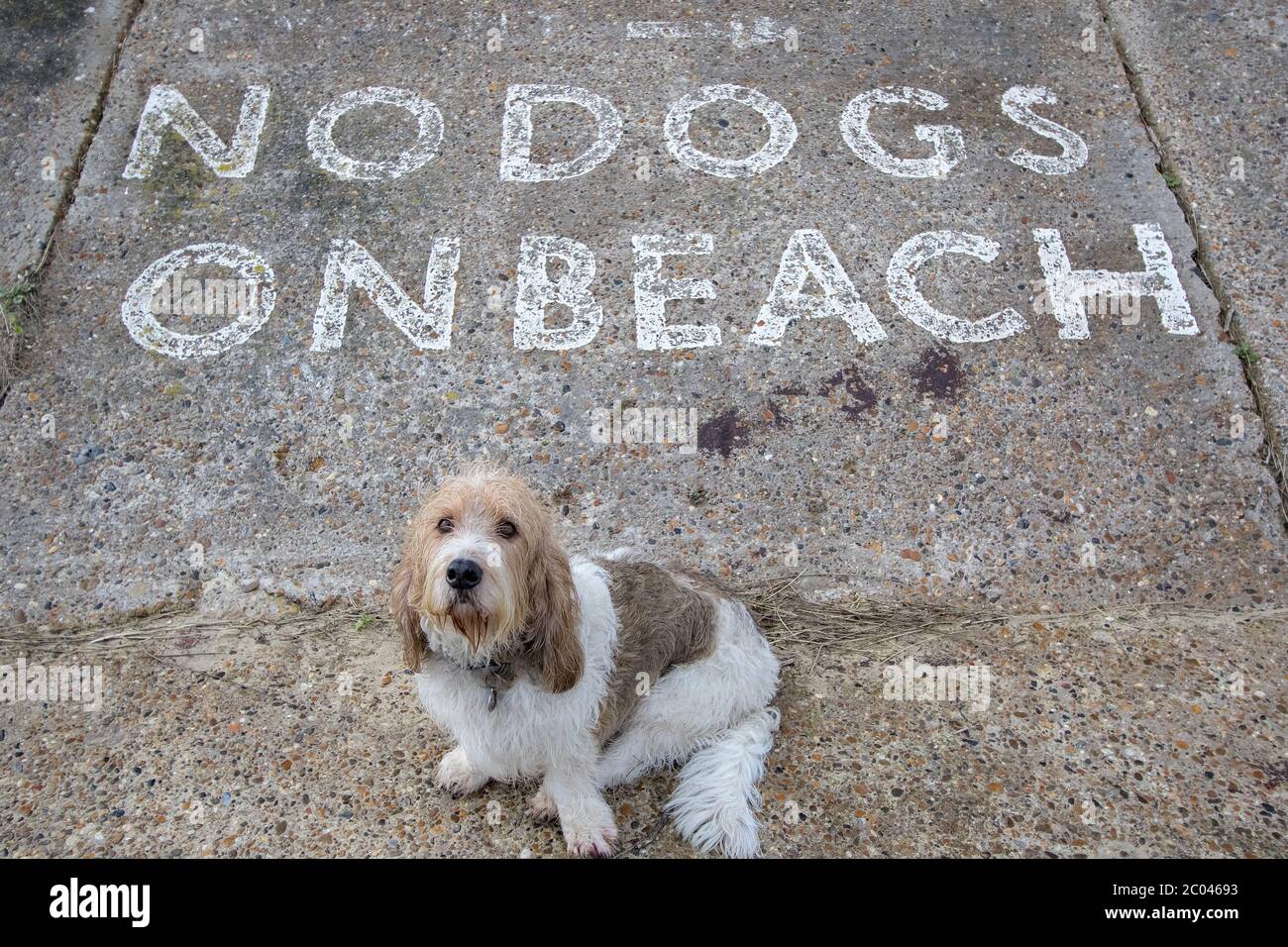 Animal funny beach hi-res stock photography and images - Alamy