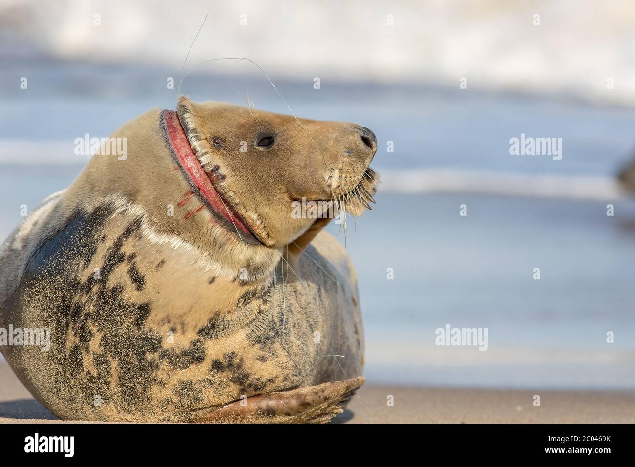 Injured seal uk hi-res stock photography and images - Alamy