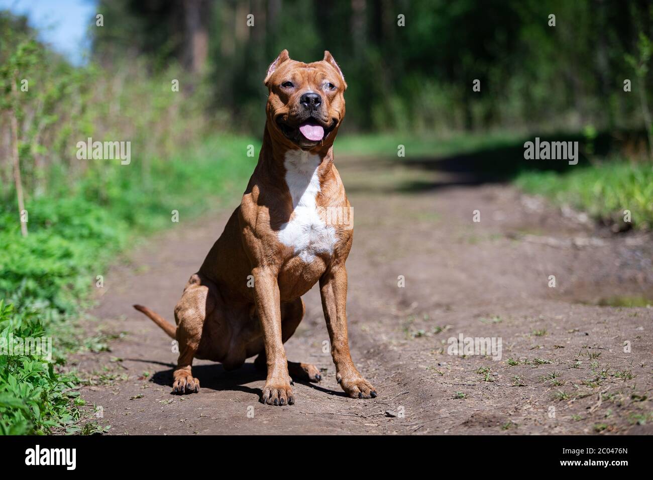Red american pitbullterrier walks outdoor at summer day, pitbull Stock ...