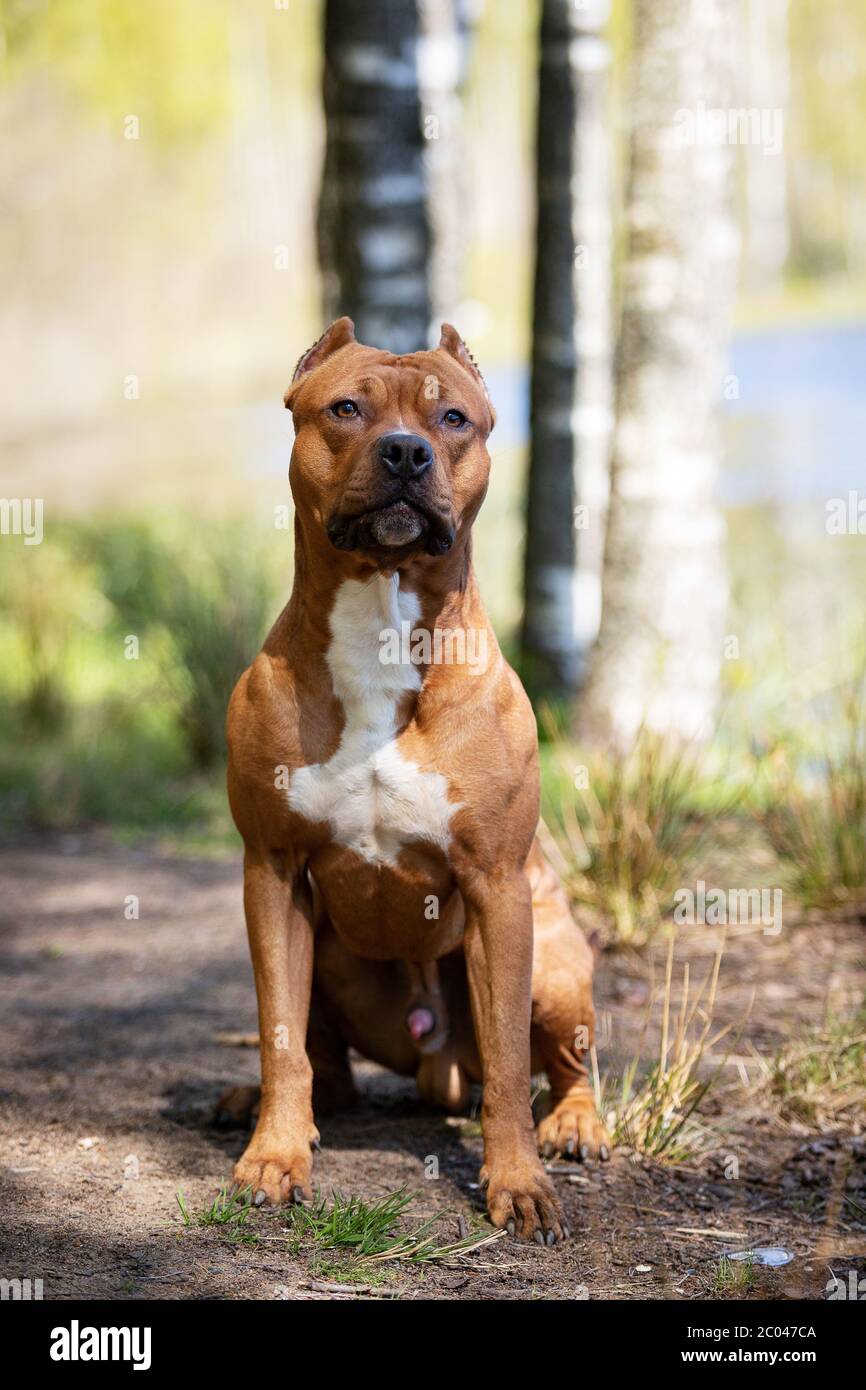 Red american pitbullterrier walks outdoor at summer day, pitbull Stock ...
