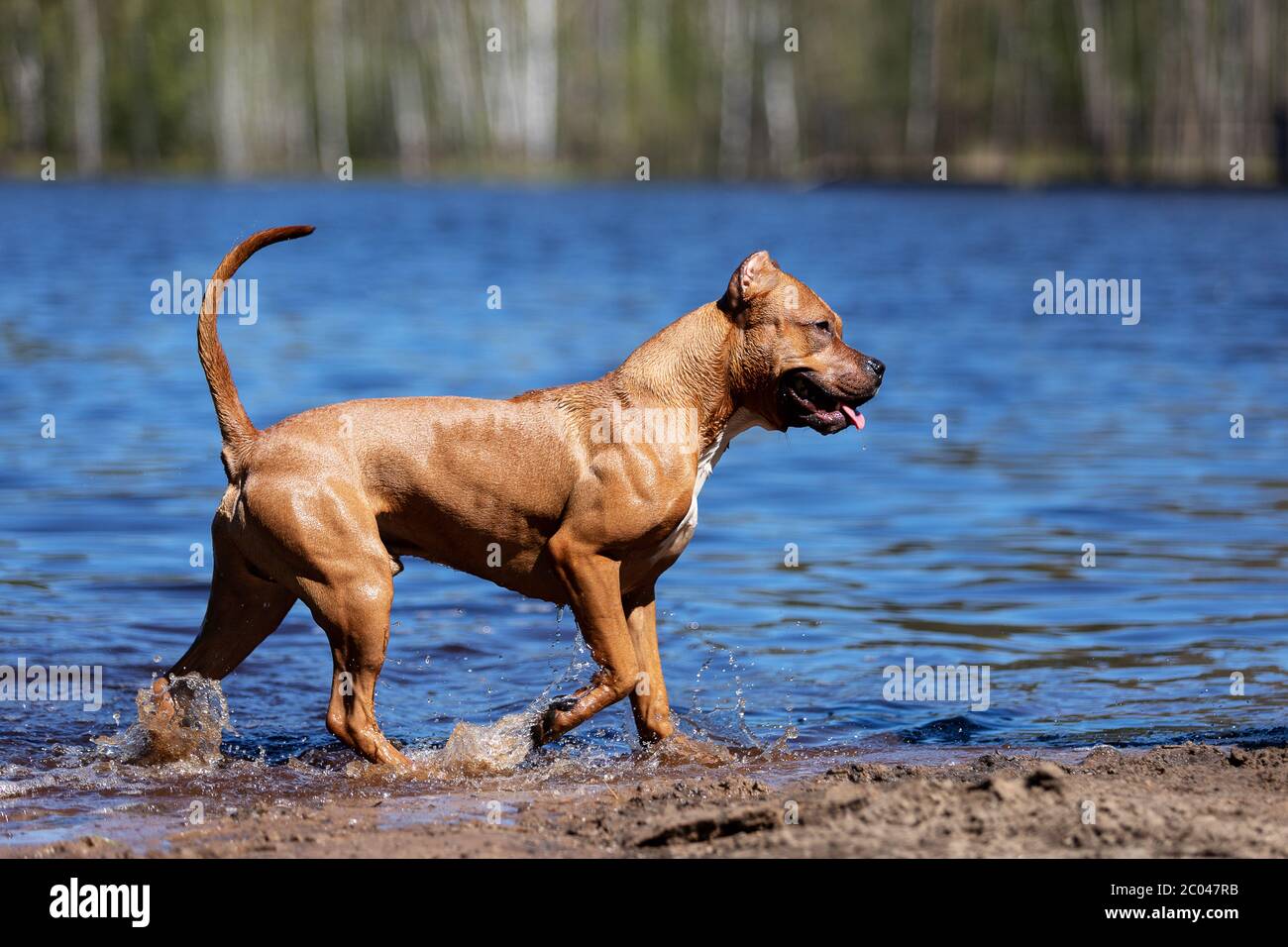 Red american pitbullterrier walks outdoor at summer day, pitbull Stock ...