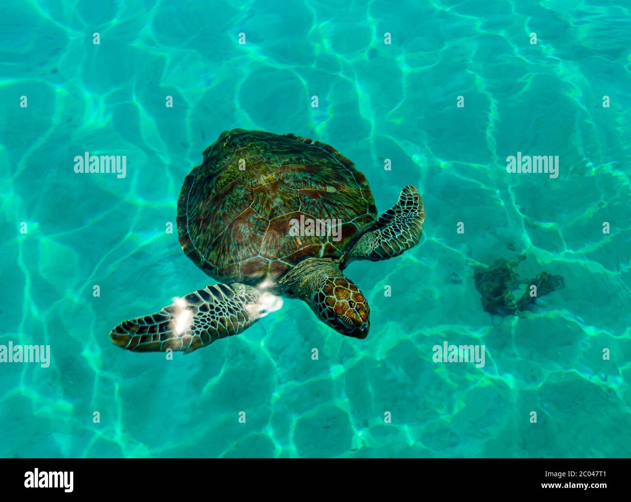 Swimming with the turtles, Redang Island, Malaysia Stock Photo - Alamy