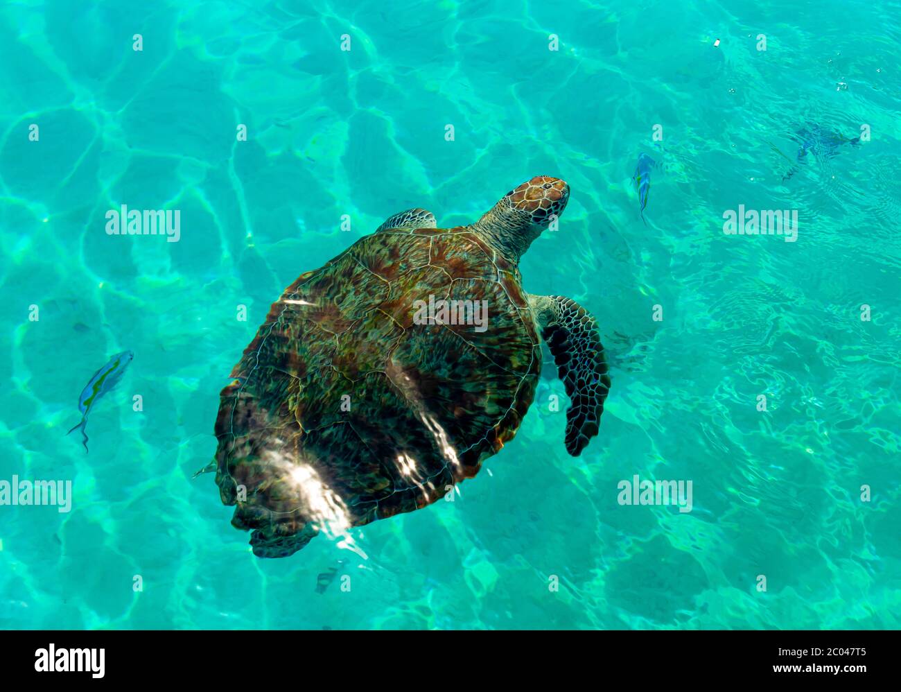 Swimming with the turtles, Redang Island, Malaysia Stock Photo - Alamy