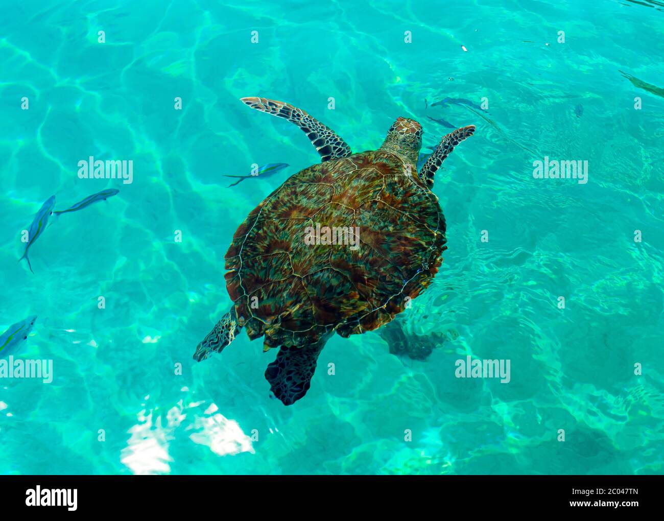 Swimming with the turtles, Redang Island, Malaysia Stock Photo - Alamy