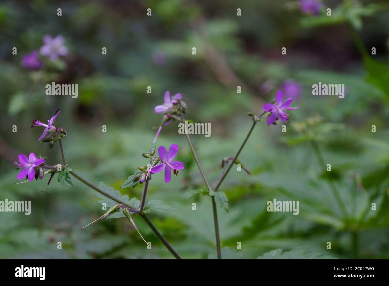 Canary island geranium hi-res stock photography and images - Alamy