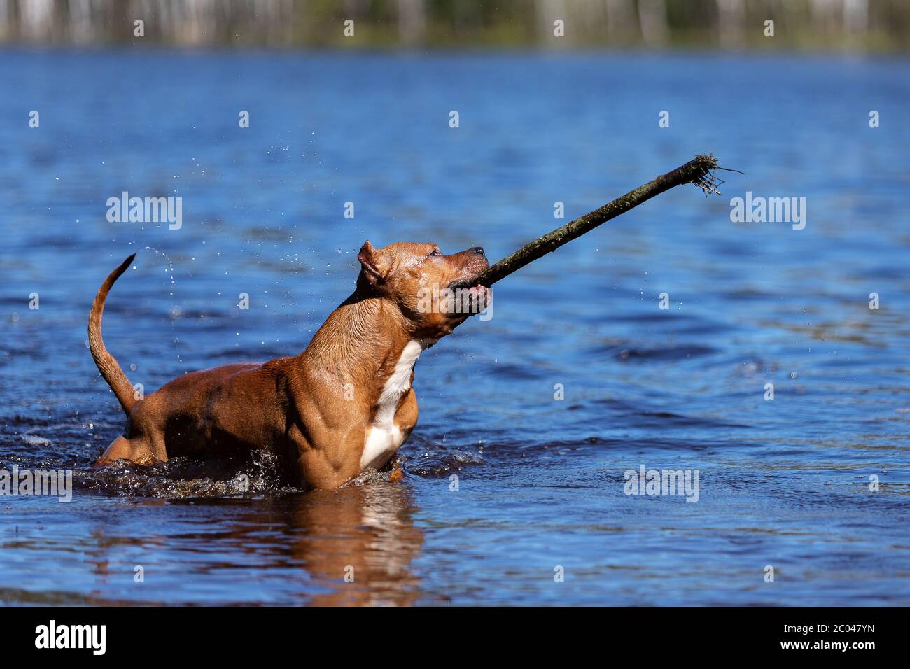 Red american pitbullterrier walks outdoor at summer day, pitbull Stock ...