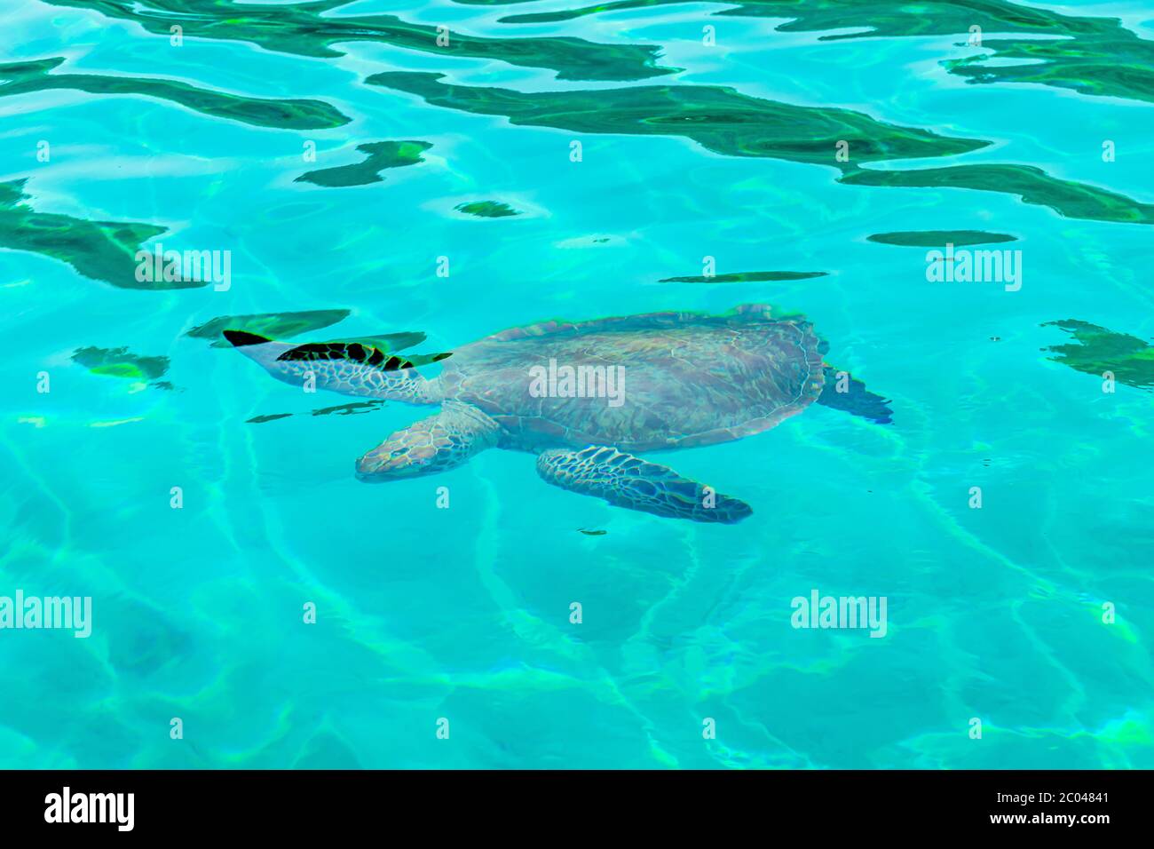 Swimming with the turtles, Redang Island, Malaysia Stock Photo - Alamy