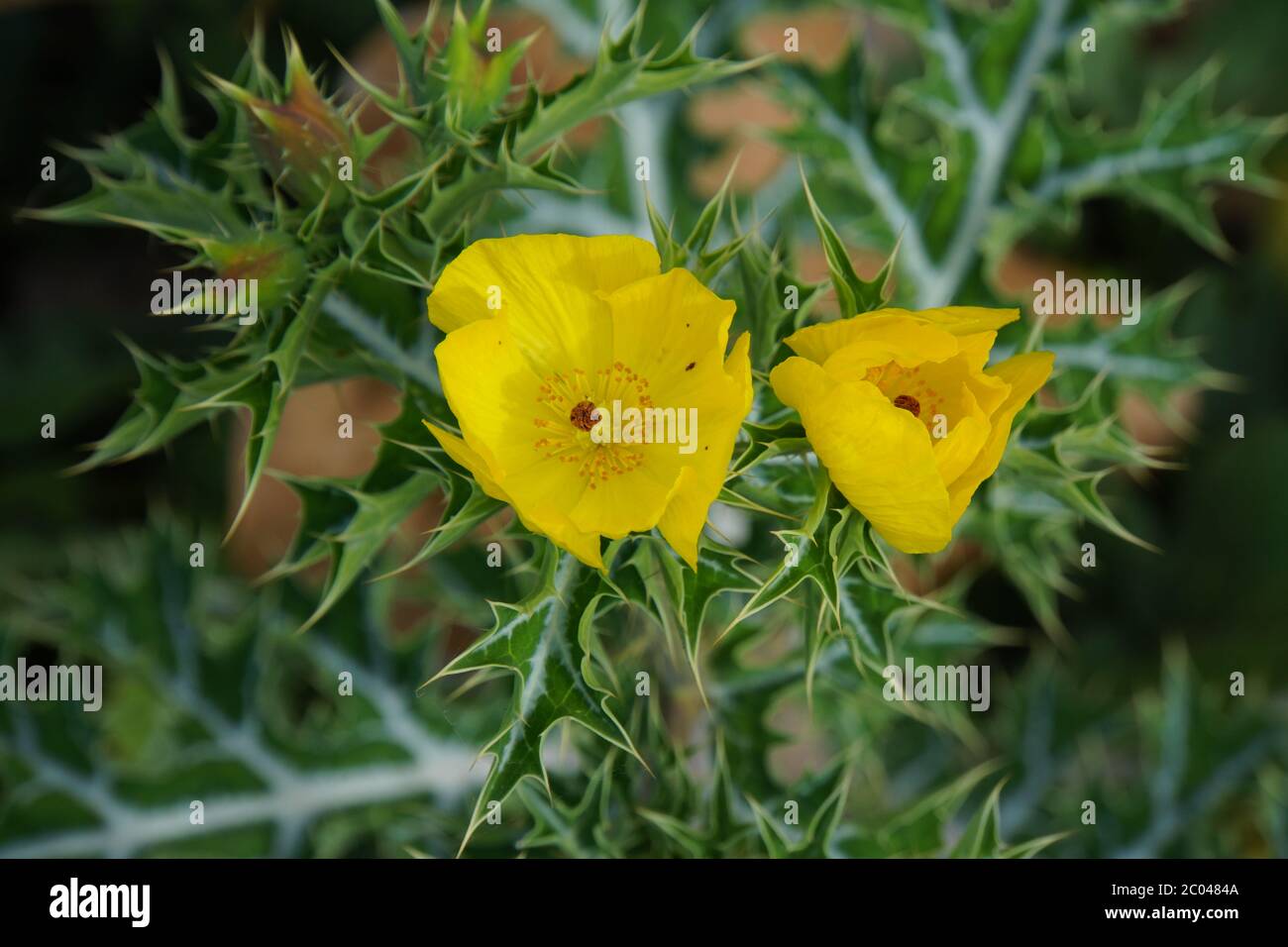 Mexican poppy seed - Argemone mexicana Stock Photo - Alamy