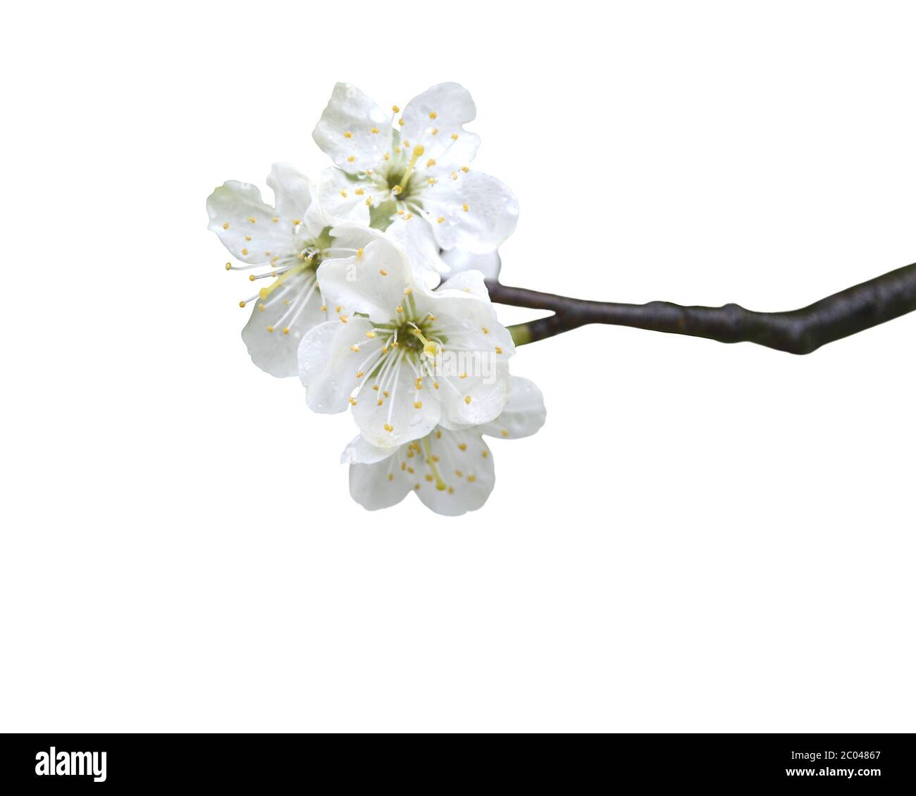 Stem apple fresh blossom Cut Out Stock Images & Pictures - Alamy