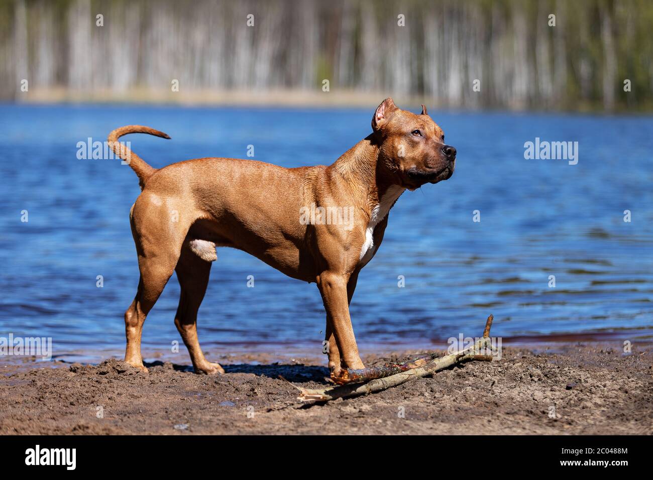 Red american pitbullterrier walks outdoor at summer day, pitbull Stock ...