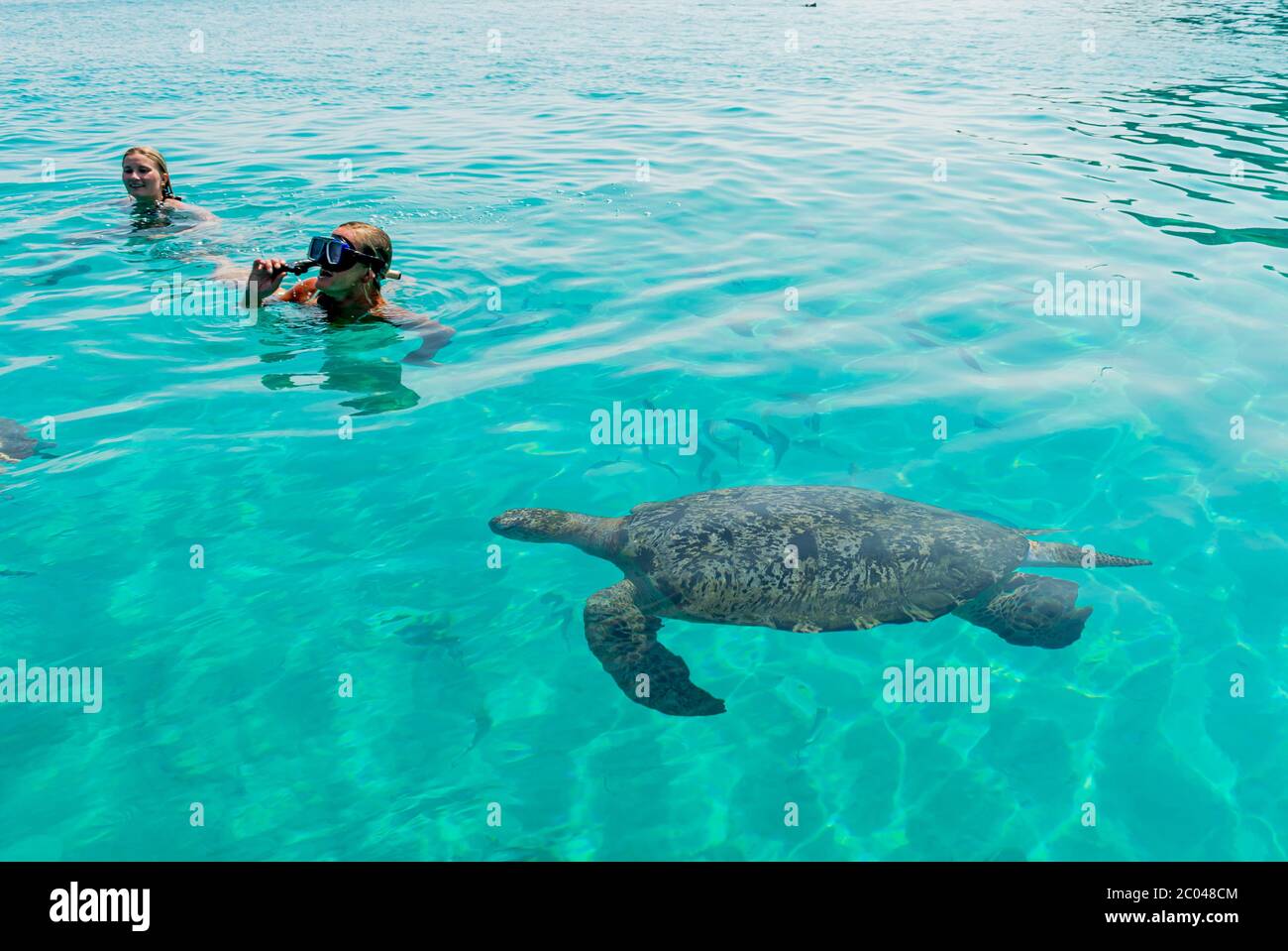 Redang Island, Malaysia; May-2019; Swimming with the turtles, Redang ...