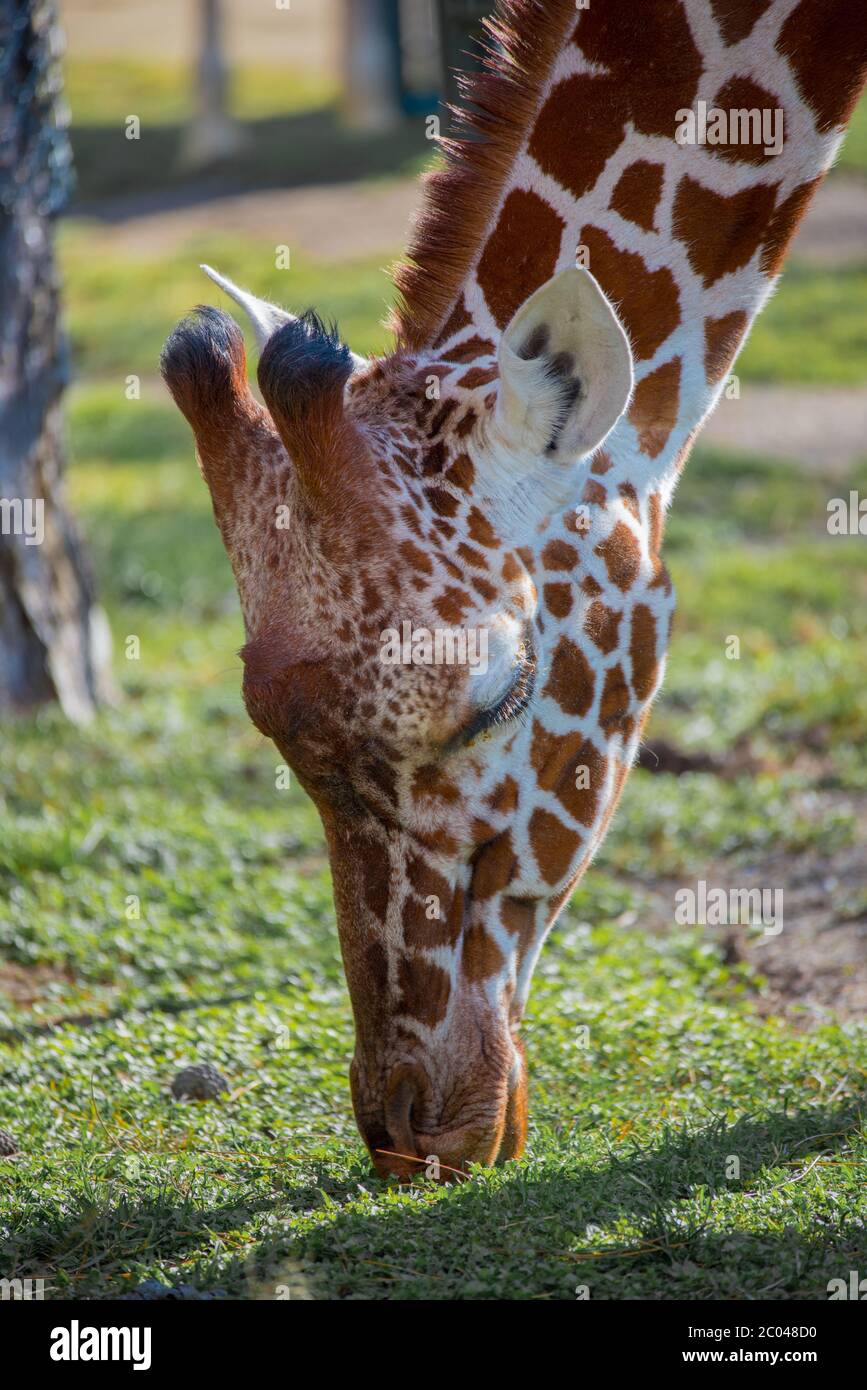 Every giraffe has a unique pattern of spots, much like a human ...
