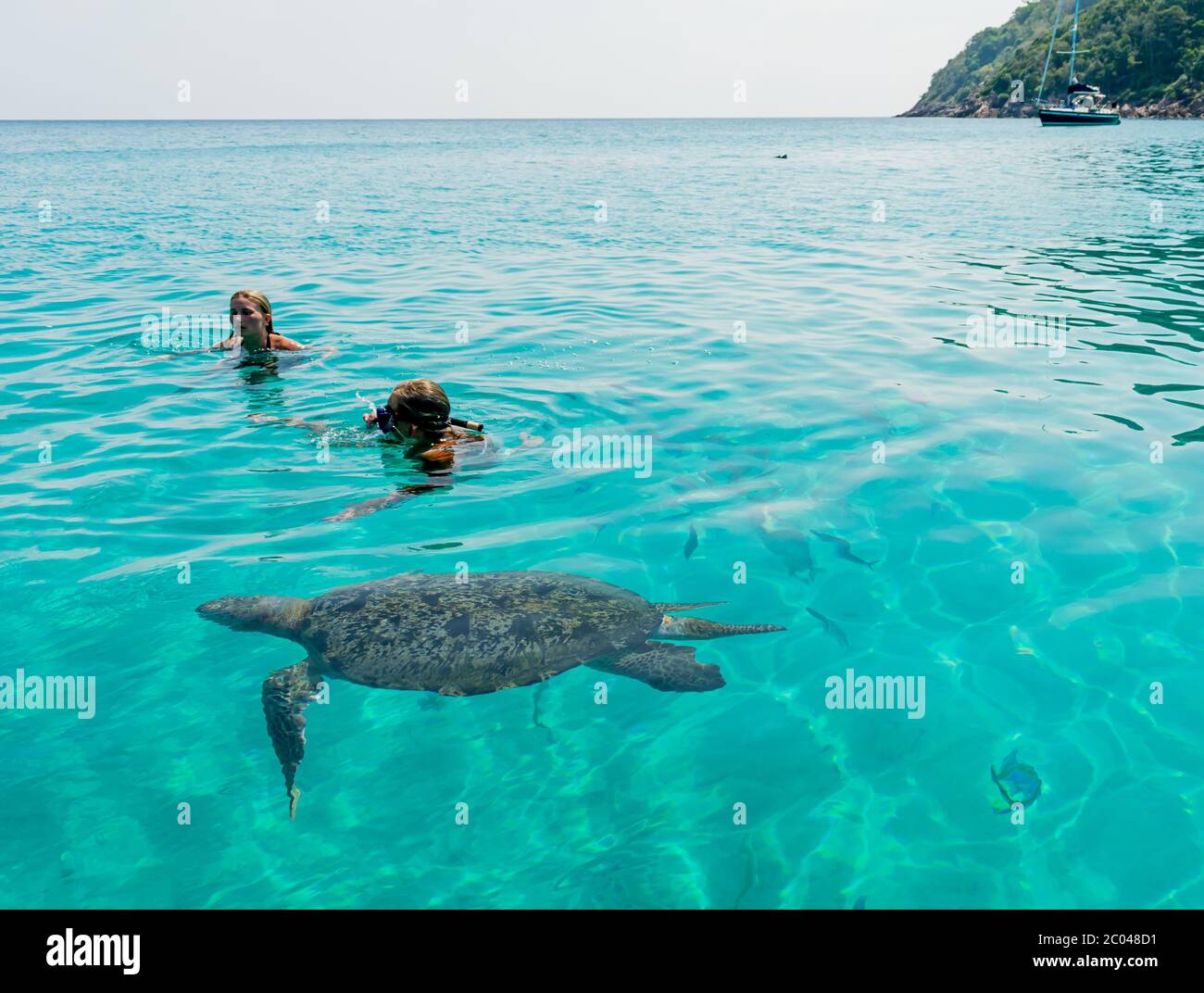 Redang Island, Malaysia; May-2019; Swimming with the turtles, Redang ...