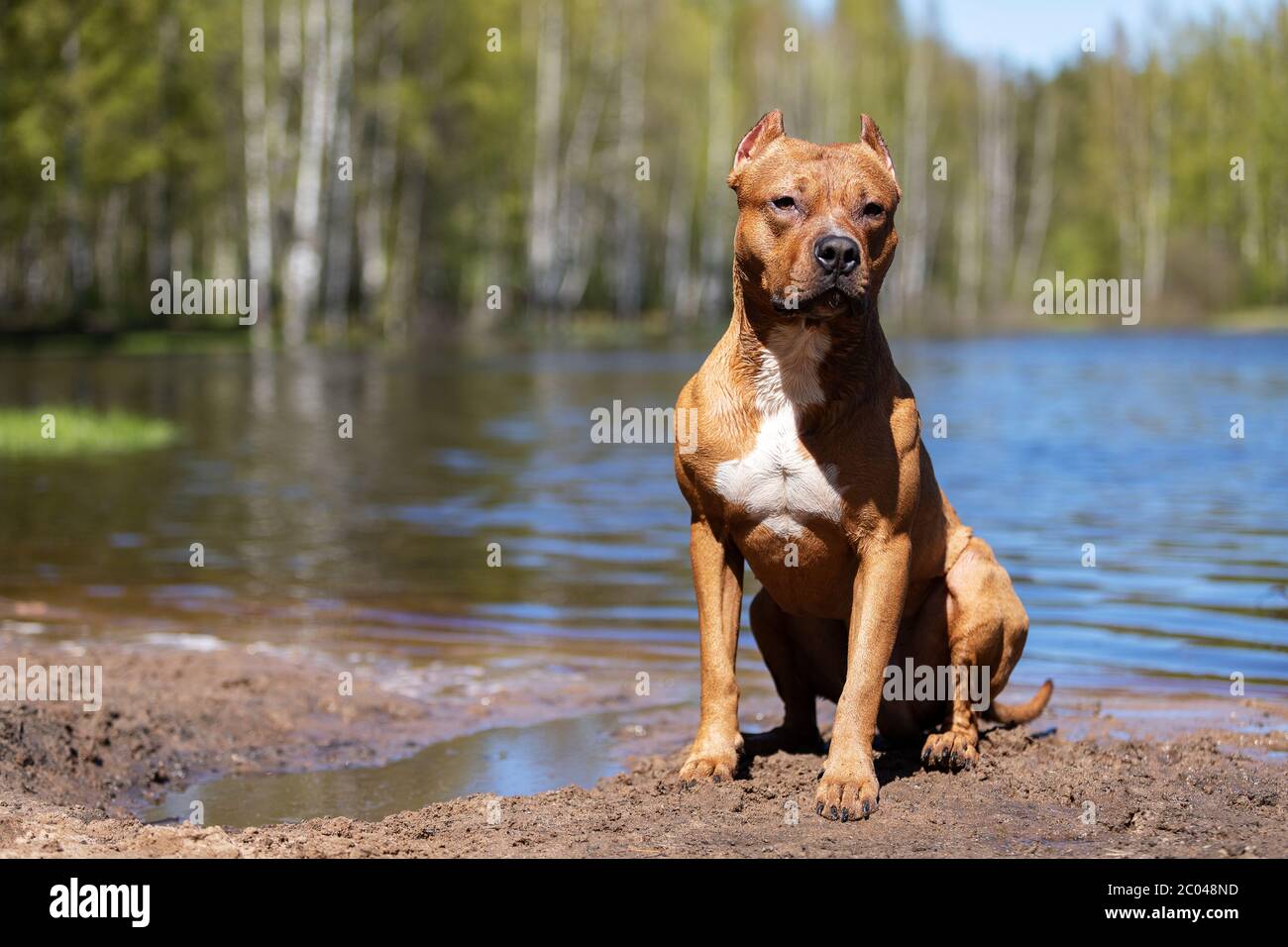 Red american pitbullterrier walks outdoor at summer day, pitbull Stock ...