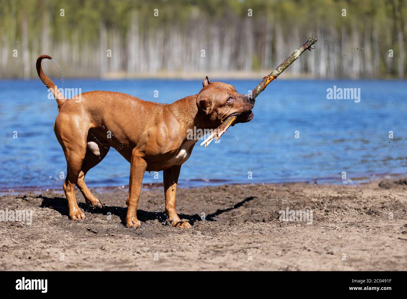 Pitbullterrier hi-res stock photography and images - Alamy