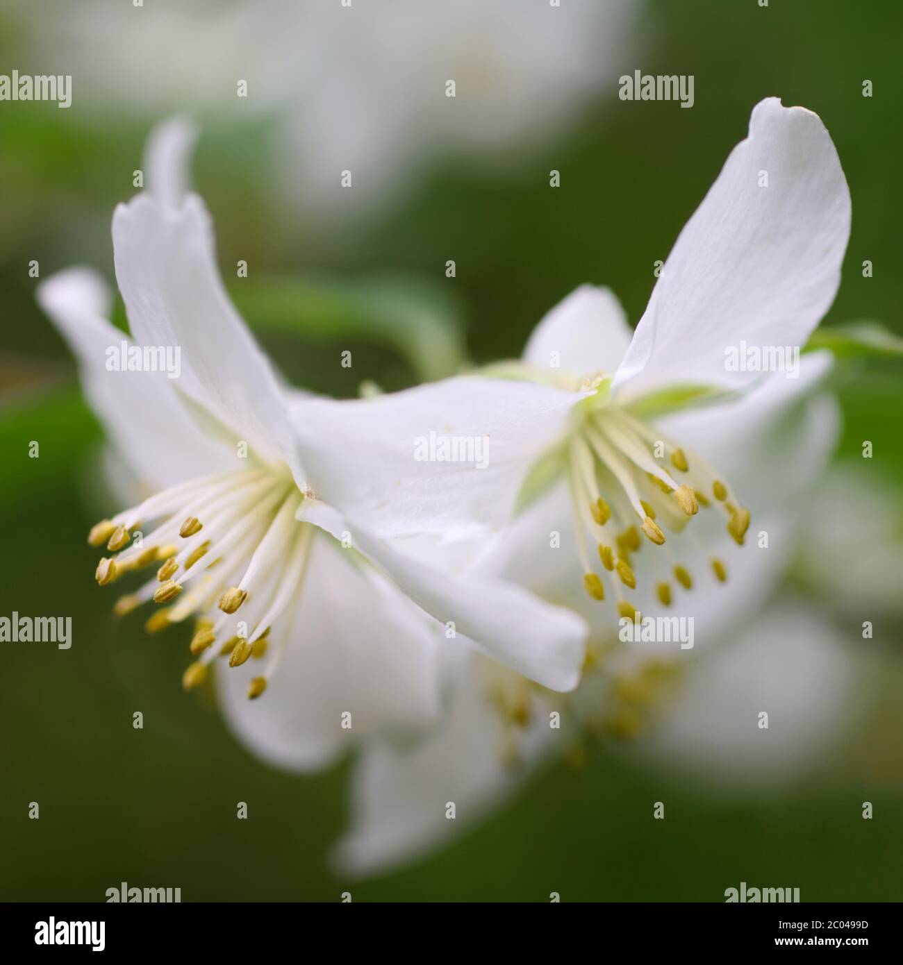 Philadelphus - A genus of about 60 species of shrubs from 3–20 ft tall ...
