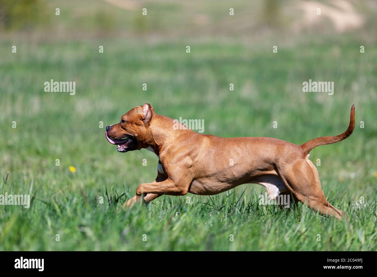 Red american pitbullterrier walks outdoor at summer day, pitbull Stock ...