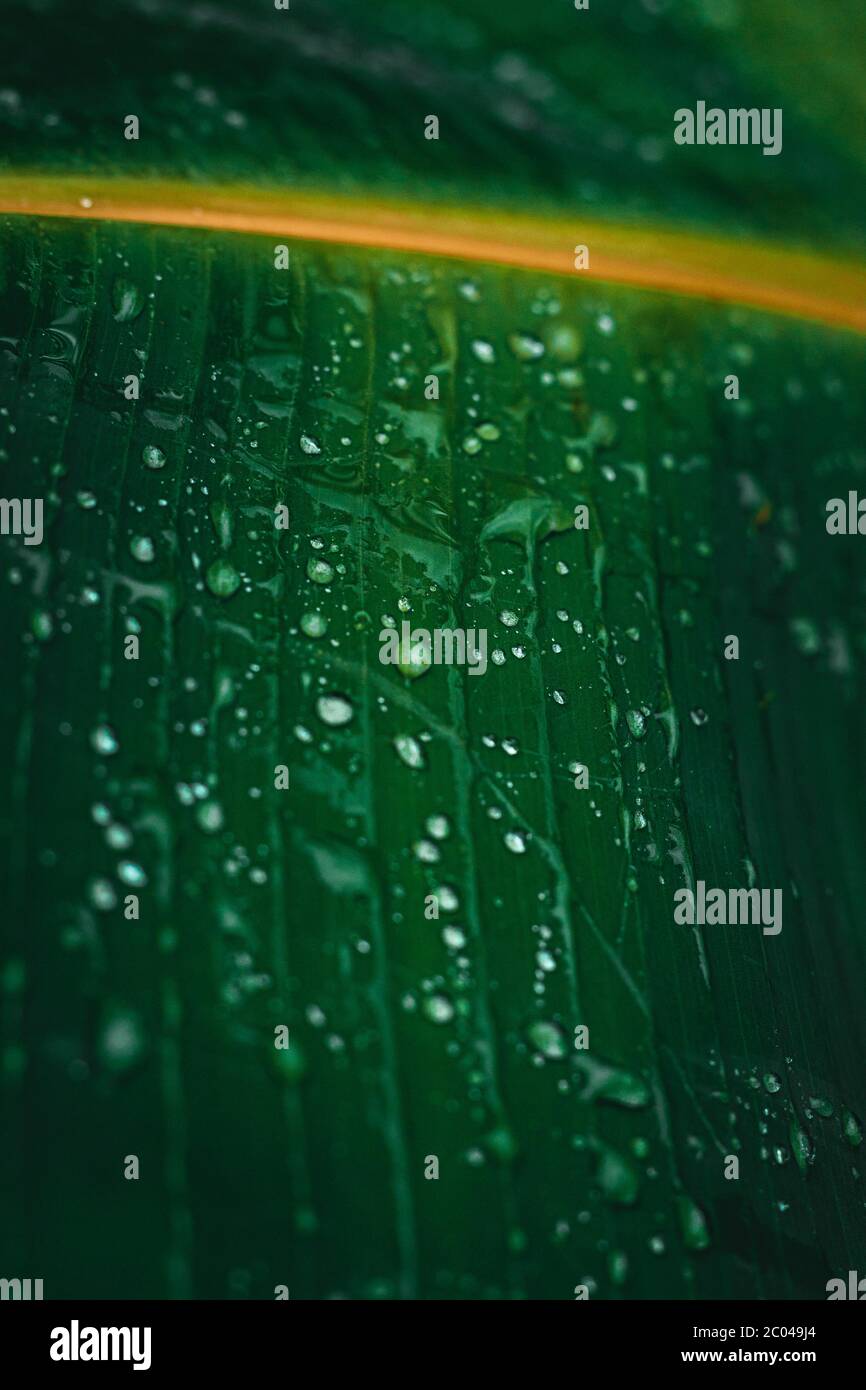 Dew is water in the form of droplets that appears on thin, exposed ...