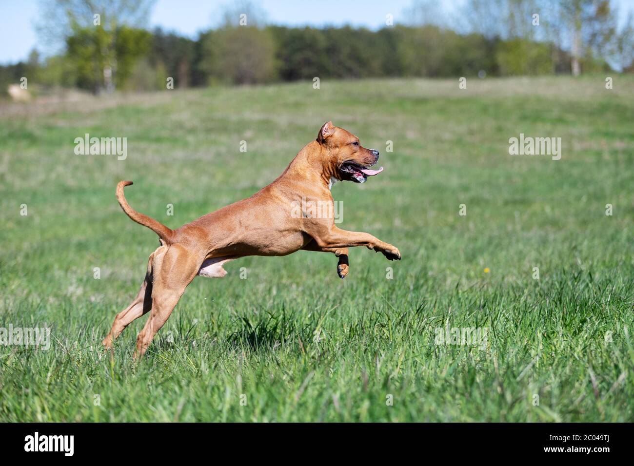 Red american pitbullterrier walks outdoor at summer day, pitbull Stock ...