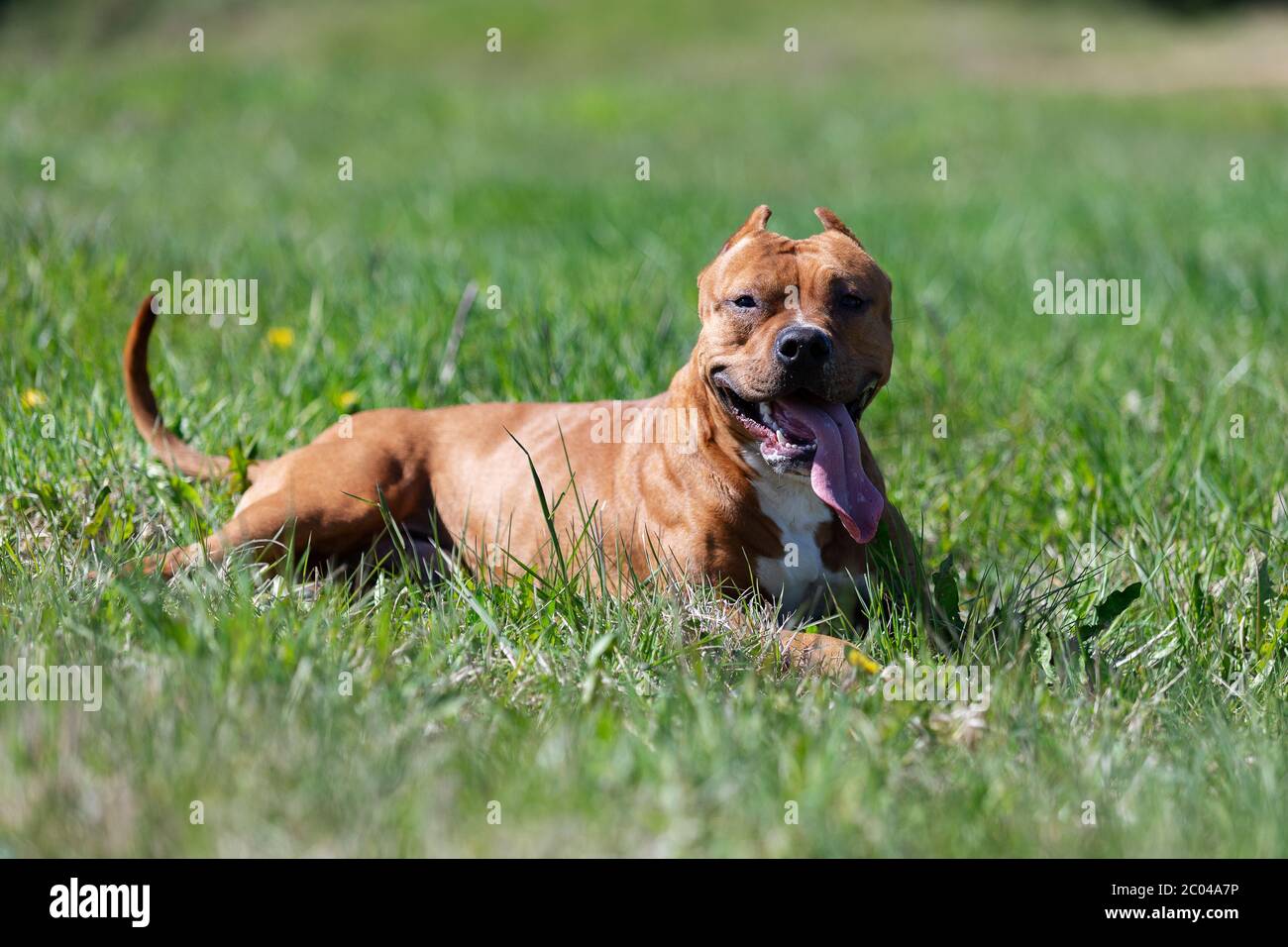 Red american pitbullterrier walks outdoor at summer day, pitbull Stock ...