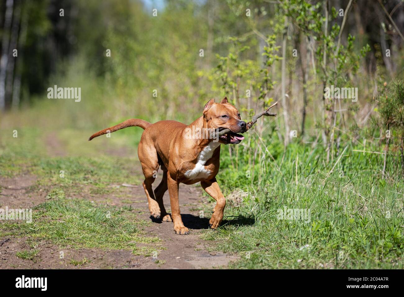 Red american pitbullterrier walks outdoor at summer day, pitbull Stock ...