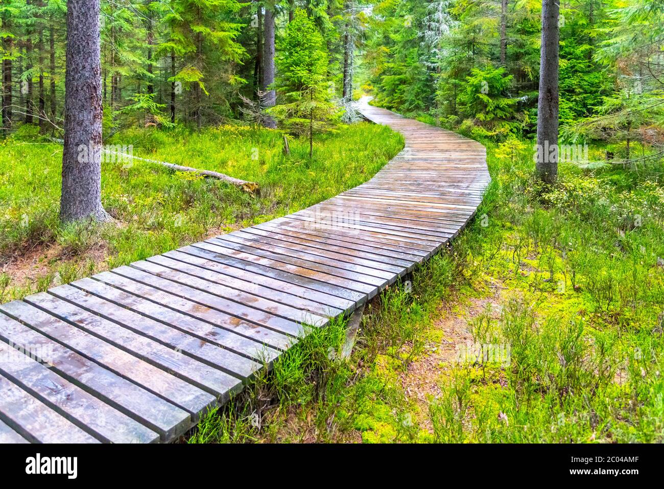 Autumn forest walk. Touristic wooden plank path Stock Photo - Alamy