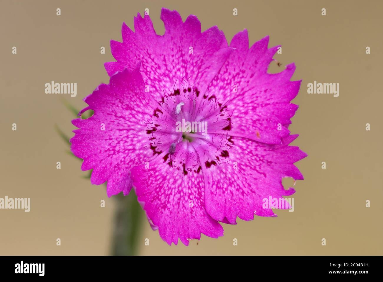 Garofano verde hi-res stock photography and images - Alamy