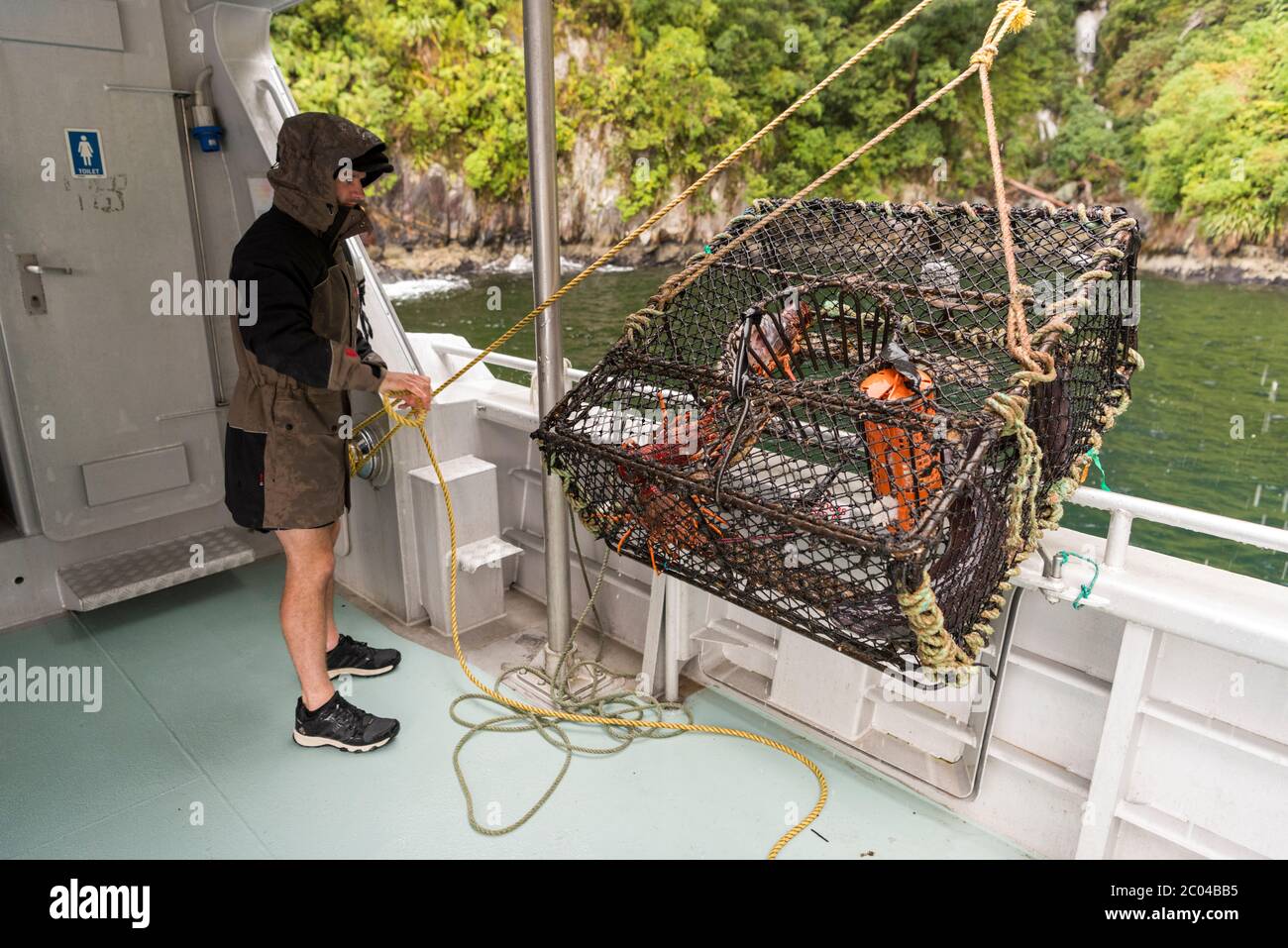 A man brings in a crayfish basket used to catch crayfish on a boat in ...