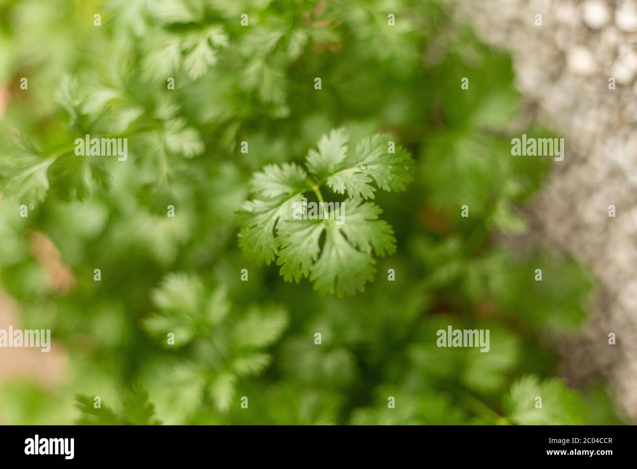 Freshly grown Coriander Stock Photo - Alamy