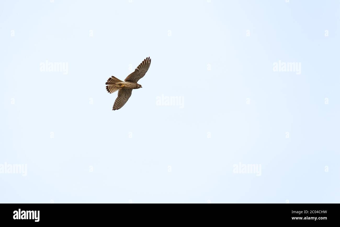 Hawk in flight Stock Photo - Alamy
