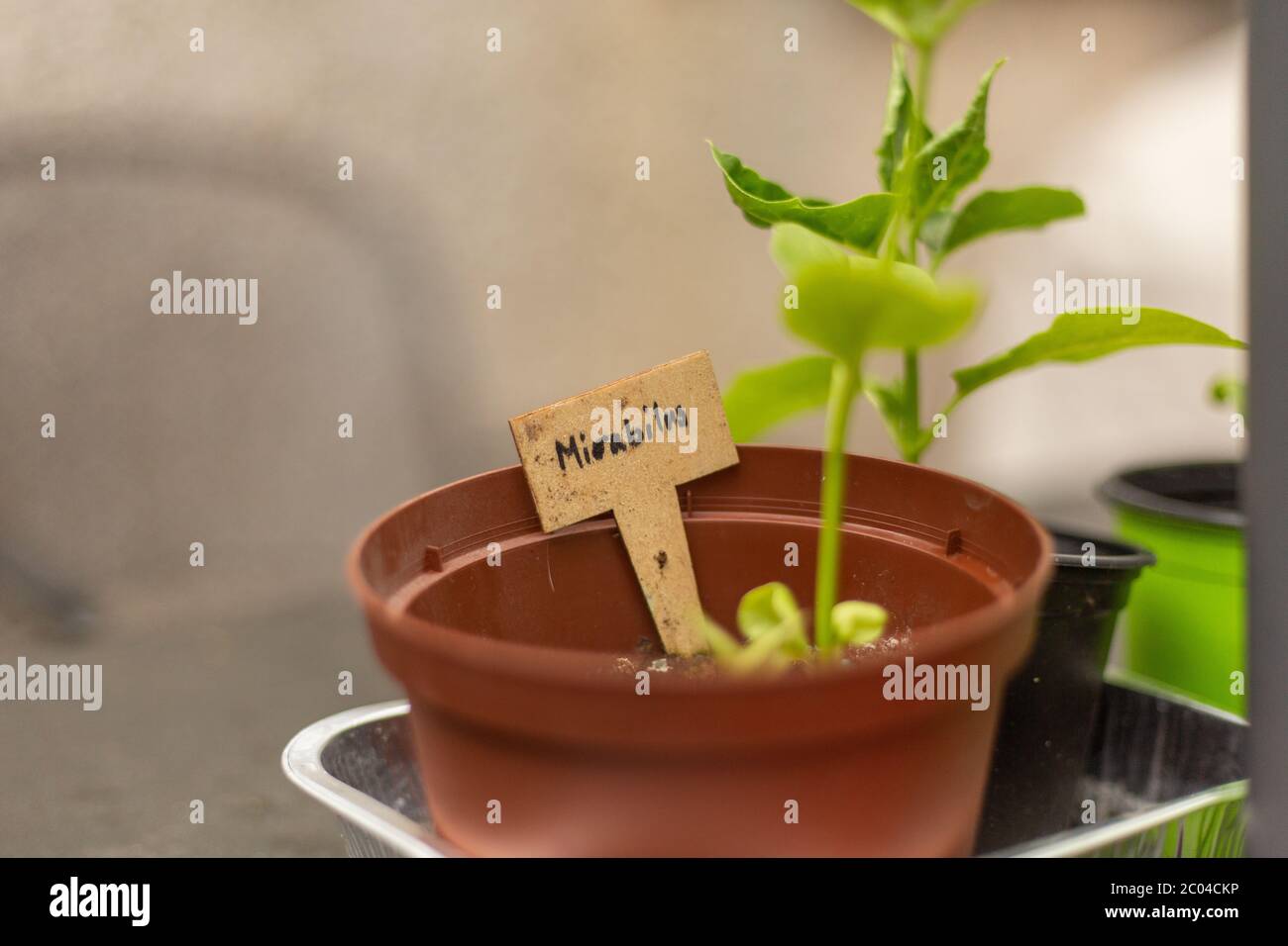 Mirabilis seedling grows from labelled pot Stock Photo - Alamy