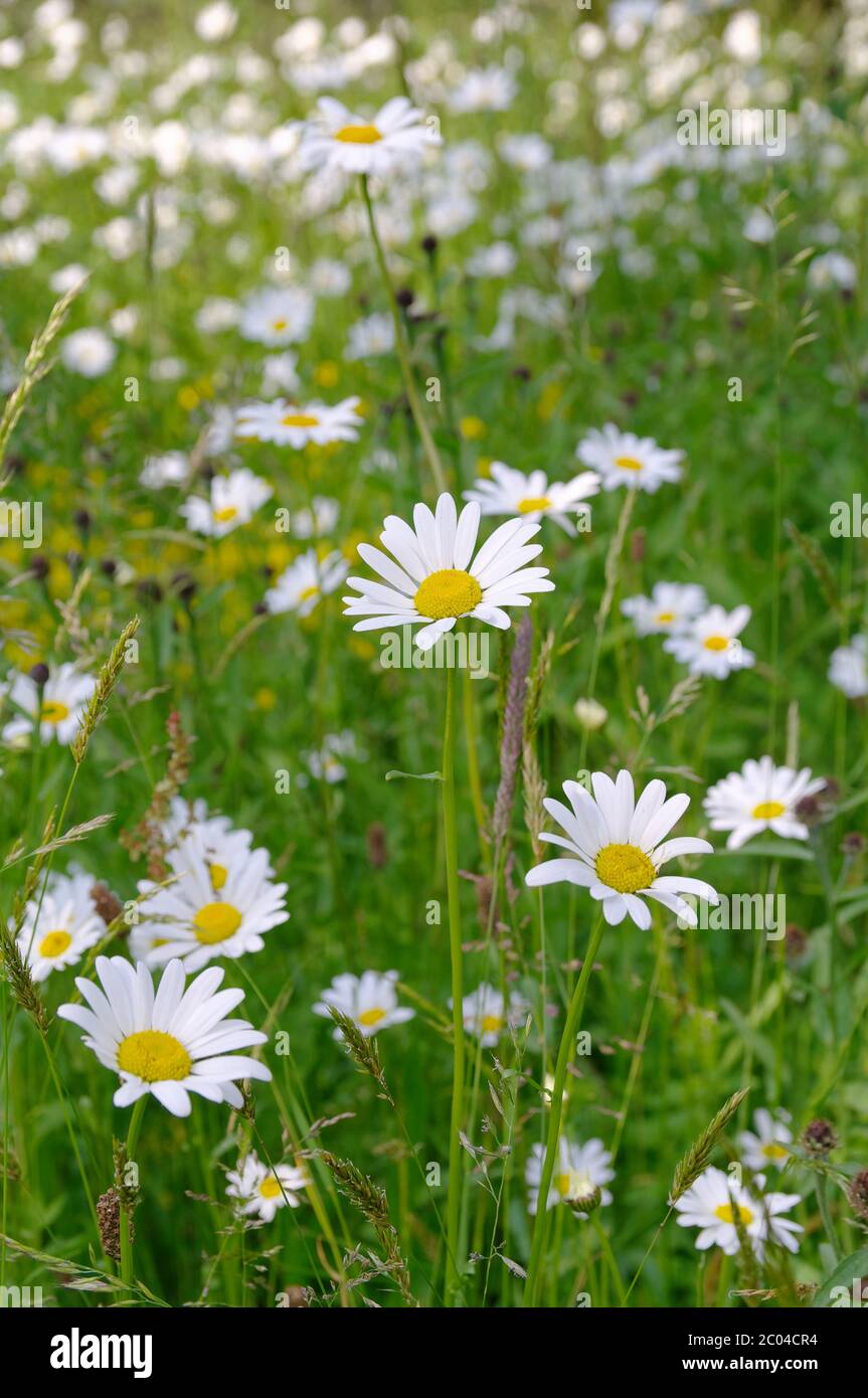 Leucanthemum vulgare, the ox-eye daisy or oxeye daisy, is a widespread ...