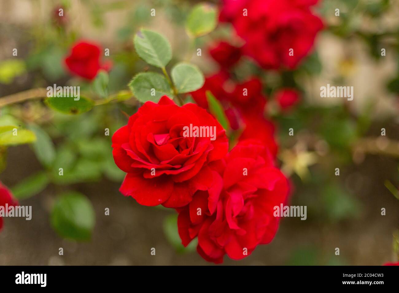 Red climbing roses hi-res stock photography and images - Alamy