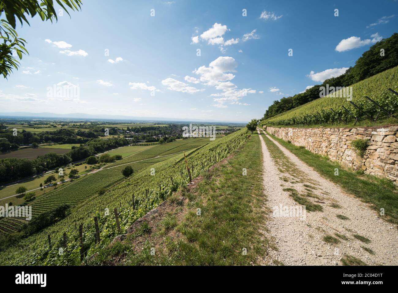 Vineyard landscape in southern Germany at the Castelberg in Sulzburg ...