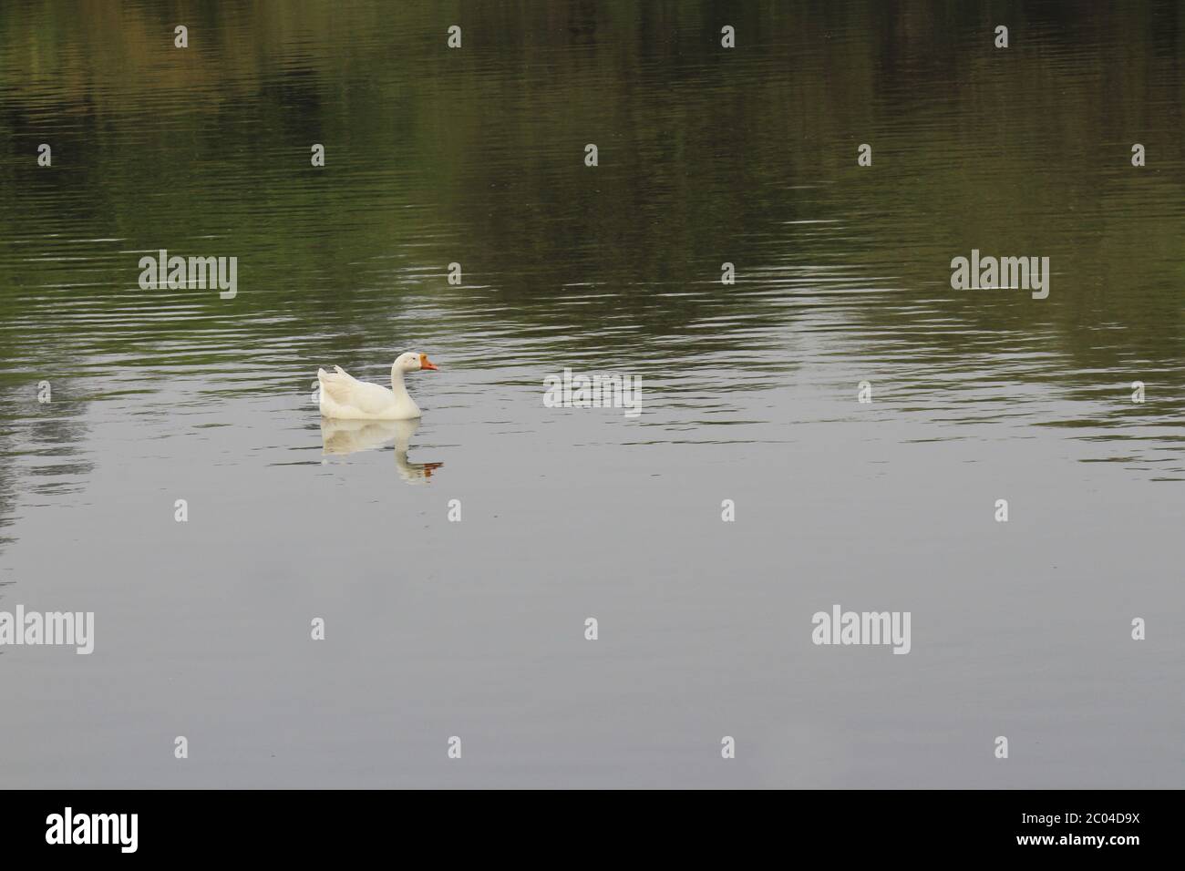 Duck in the lake in Sanjay Lake Park, Trilokpuri, New Delhi, India ...