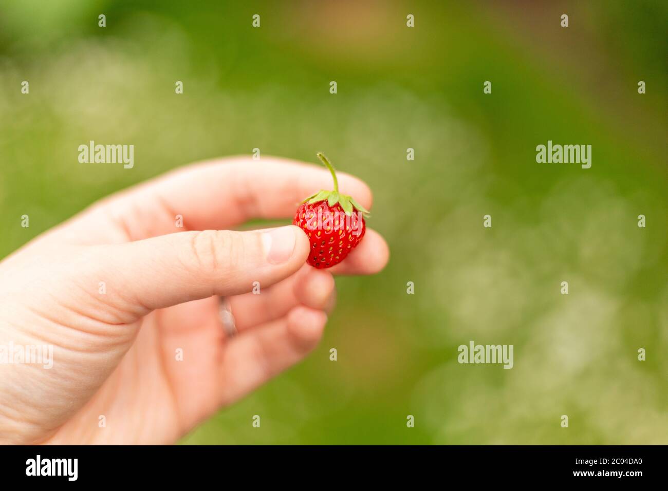 Tiny strawberry hi-res stock photography and images - Alamy