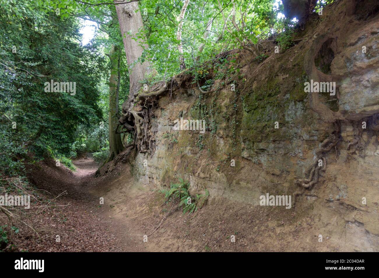 Stunning exposed tree roots on a path close to Albury, Surrey, England ...