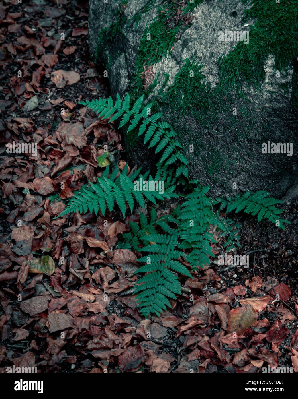Ferns growing on forest floor hi-res stock photography and images - Alamy