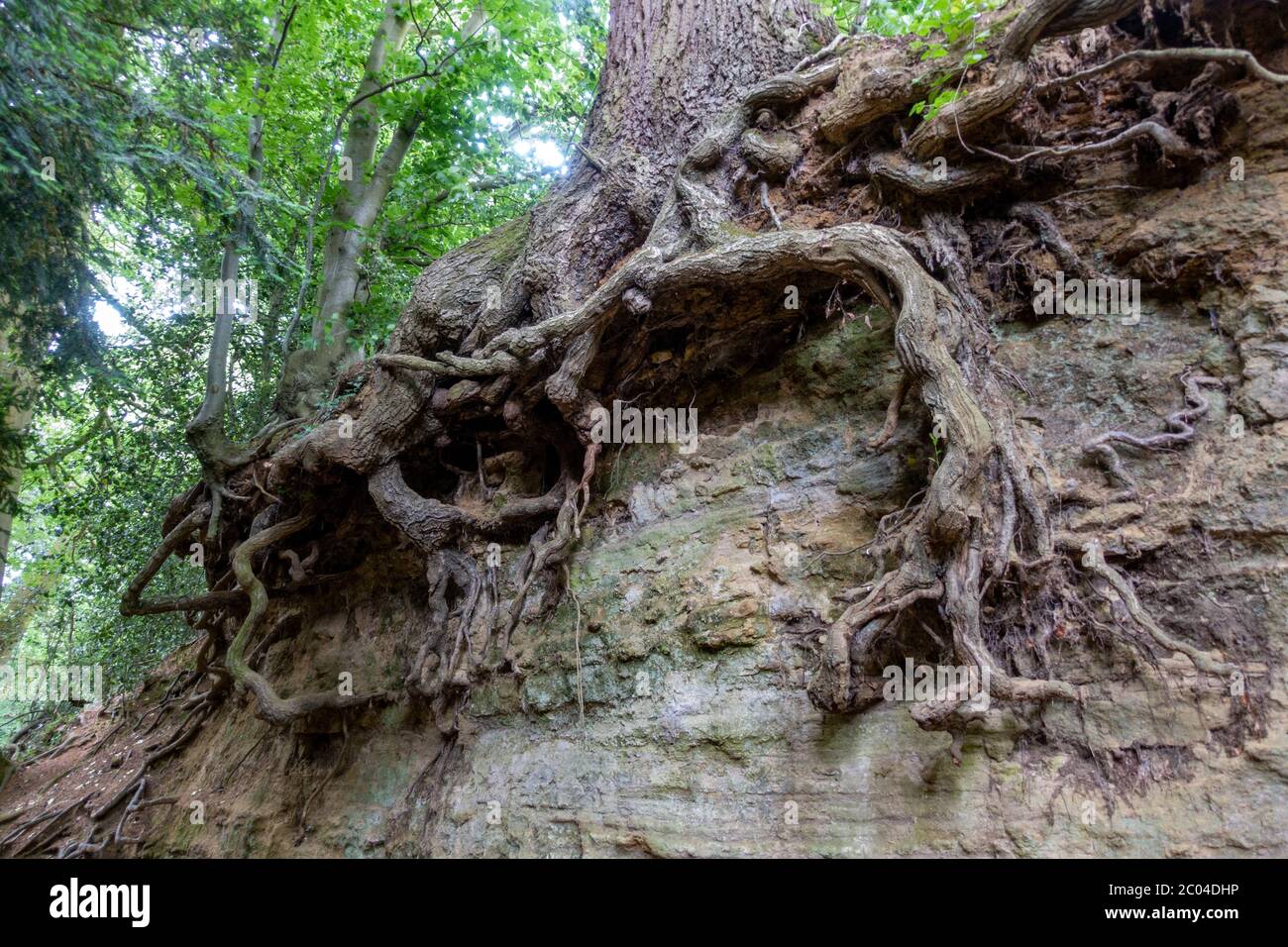 Stunning exposed tree roots on a path close to Albury, Surrey, England ...