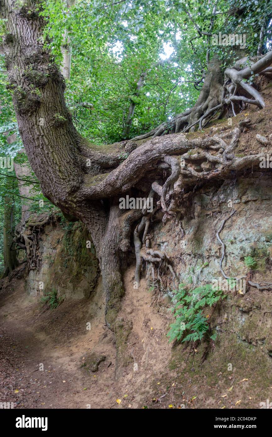 Stunning exposed tree roots on a path close to Albury, Surrey, England ...