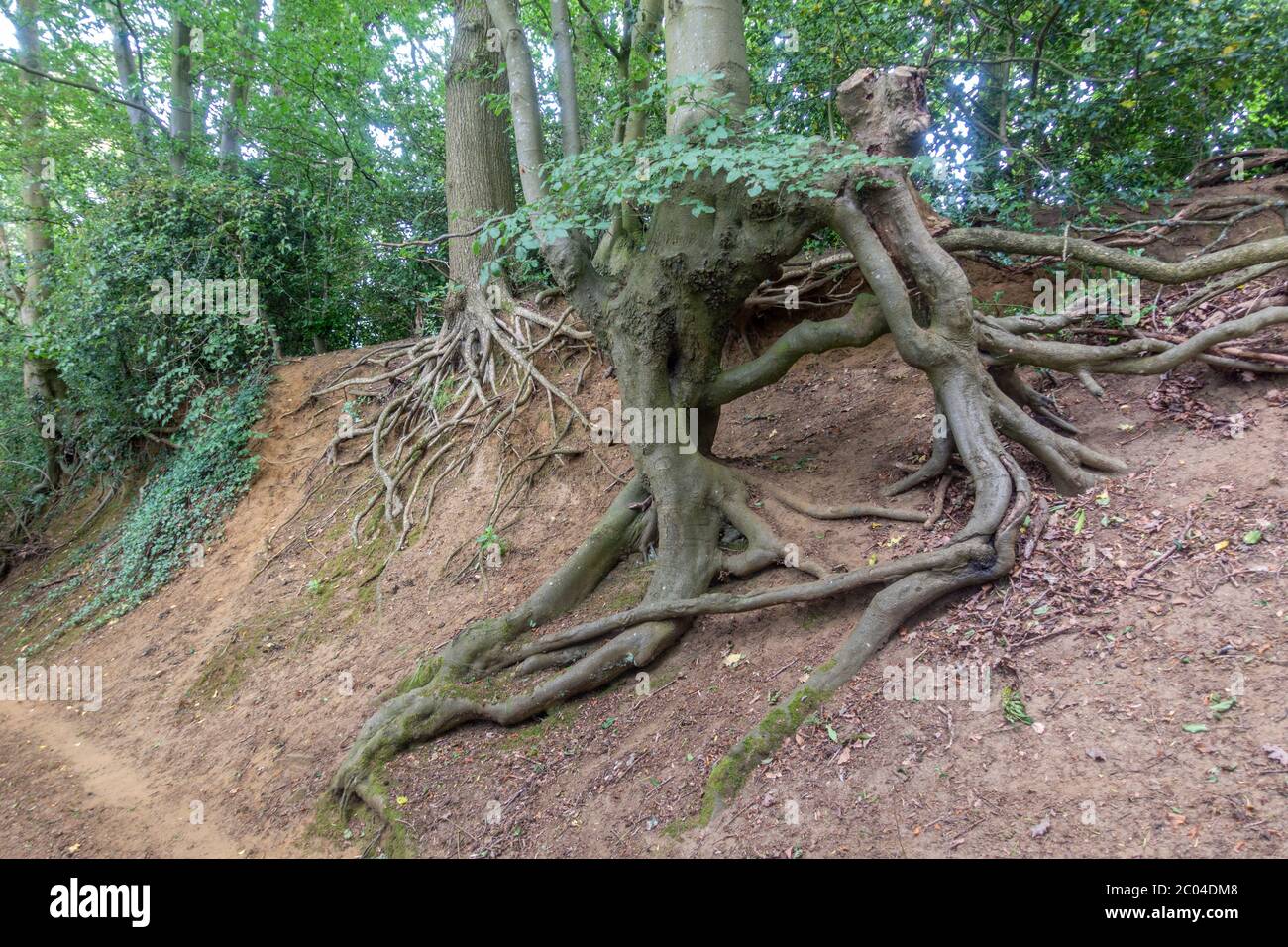 Stunning exposed tree roots on a path close to Albury, Surrey, England ...