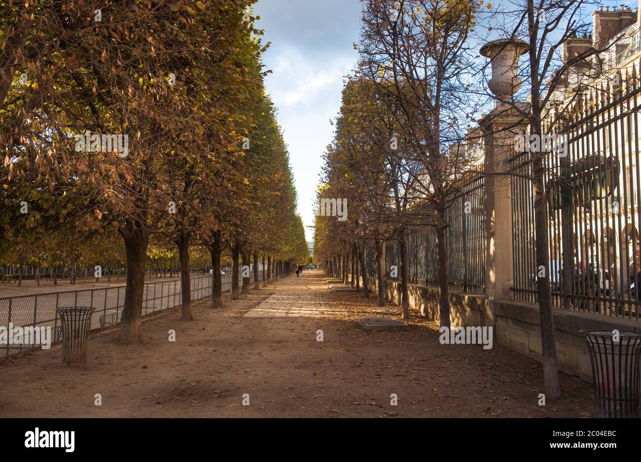 Paris tree lined street hi-res stock photography and images - Alamy